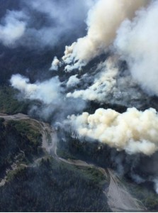 Rainforest on Fire: Images and Video of the Paradise Fire in Olympic ...