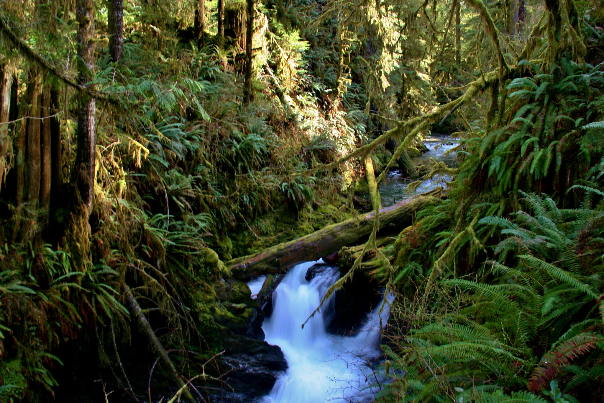 Yes! The Wild Olympics Bill Just Passed The Natural Resources Committee ...